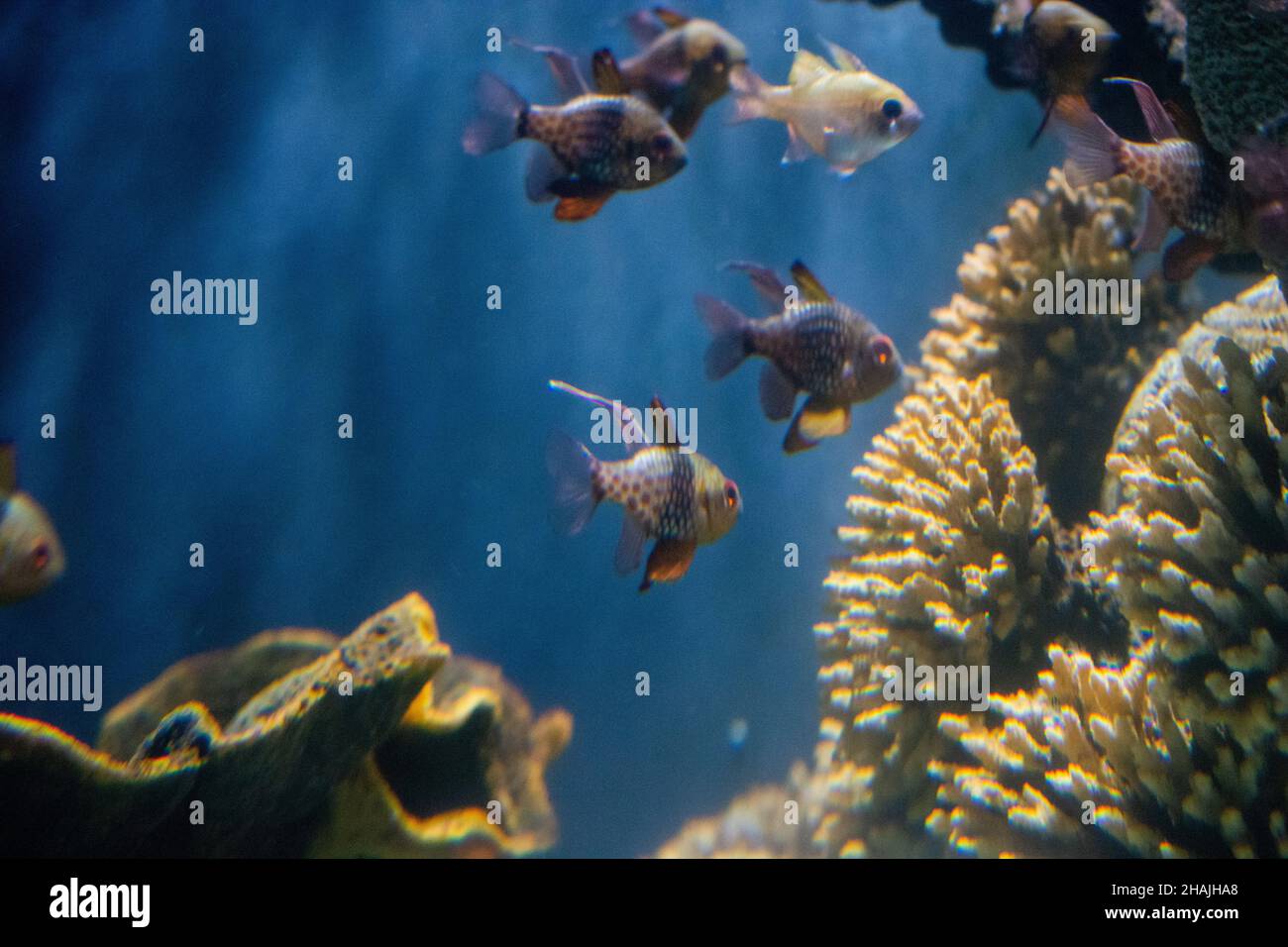 Beautiful fish at bottom of the aquarium, Oceanarium, business tourism ...