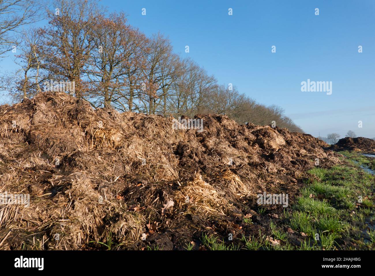 Organic farming: heap of manure mixed with straw on a field Stock Photo ...