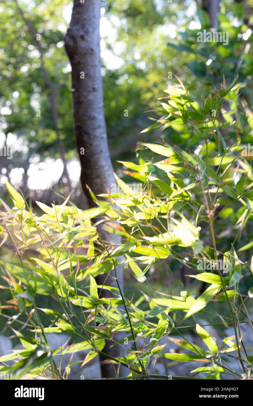 Pretty bamboo hi-res stock photography and images - Alamy