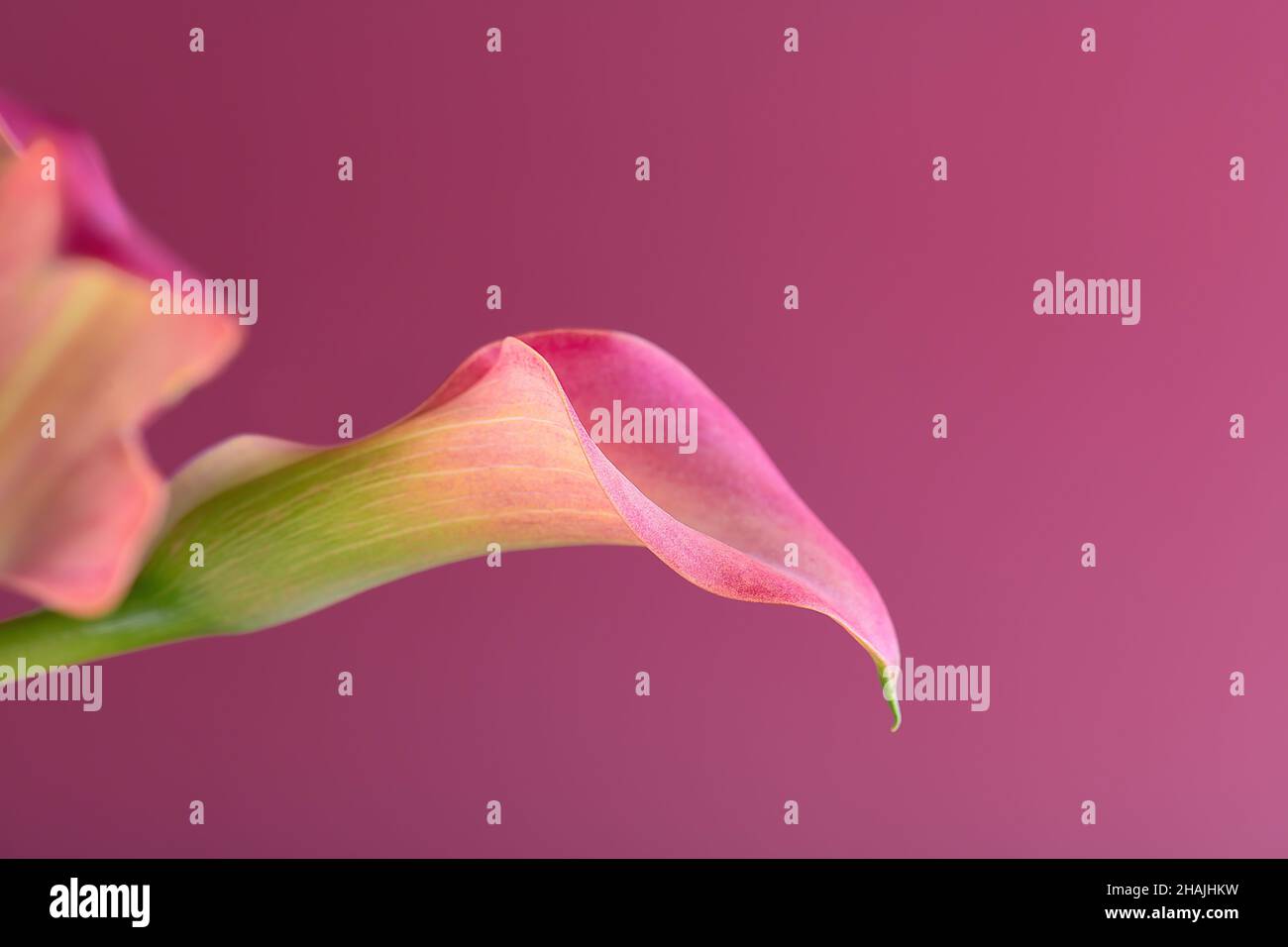 Two calla lilies on pink hi-res stock photography and images - Alamy