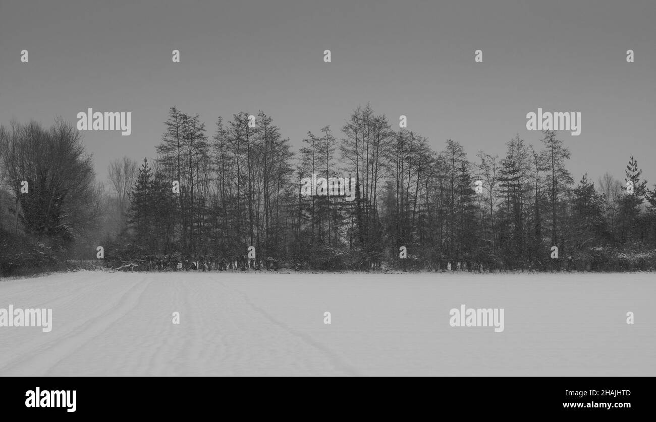 Winter field and stark trees in the snow. A snow filled sky. Mono image ...
