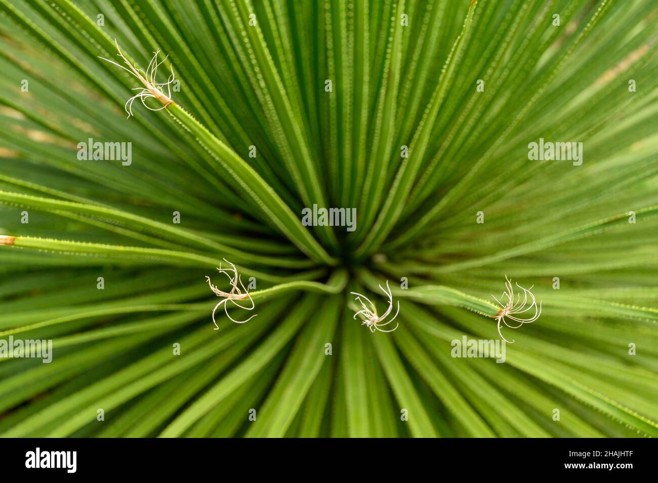 Closeup of spiky Green Sotol or Great Desert Spoon (Dasylirion ...