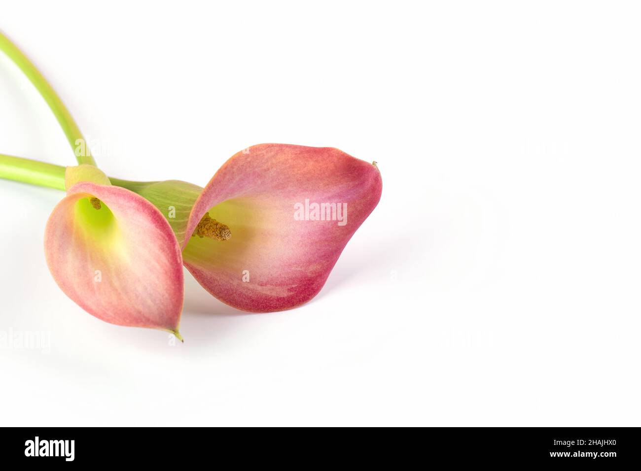 Two calla lilies Cut Out Stock Images & Pictures - Alamy