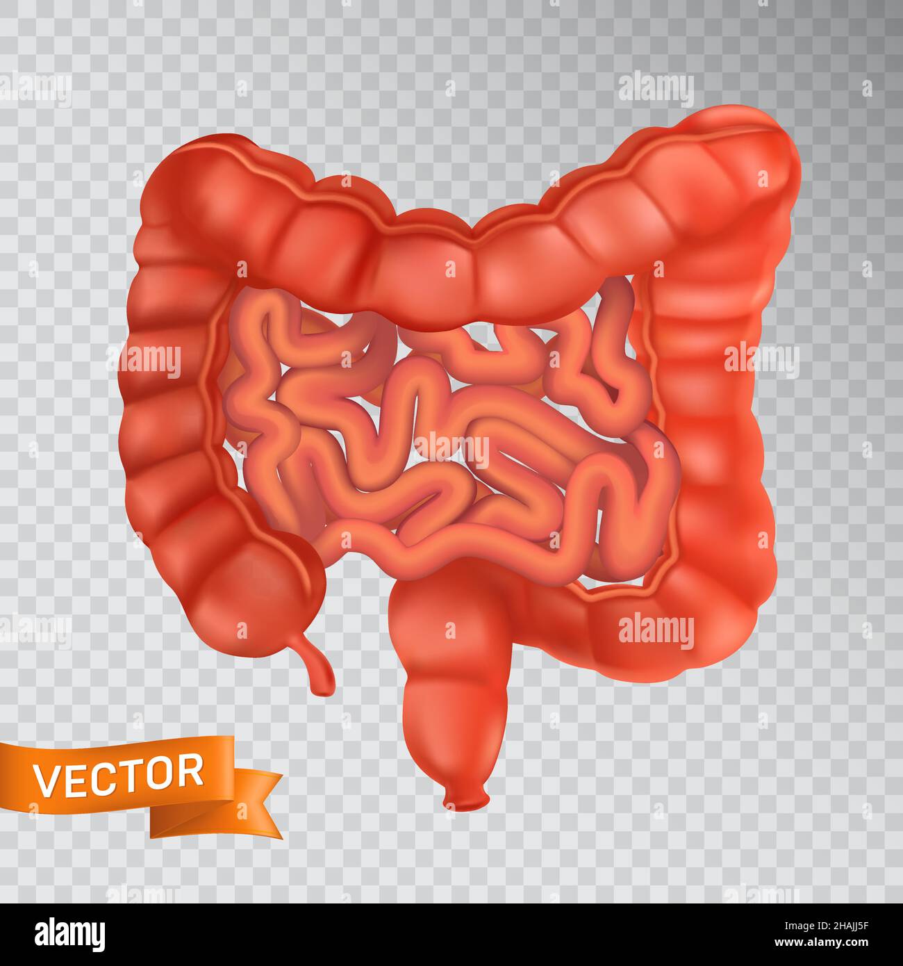 Large and small intestines close-up, front view. Medical concept of a ...
