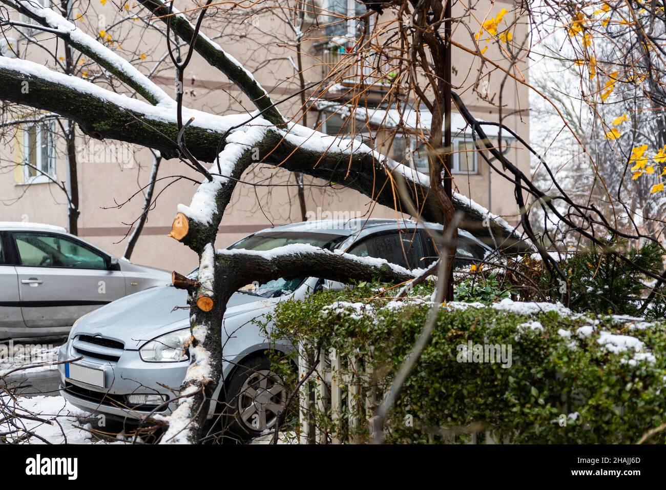 Tall Tree fell on the car and crushed it due to heavy snow storm Stock ...