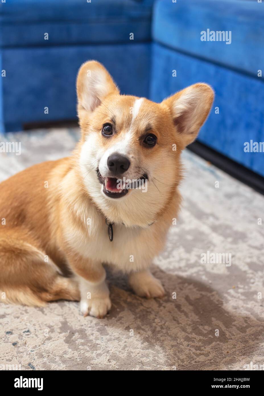 Cute, playful ginger corgi puppy. Pedigree dog Stock Photo - Alamy
