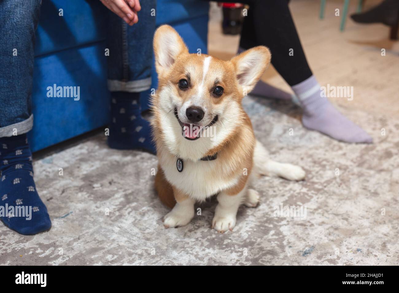 Cute, playful ginger corgi puppy. Pedigree dog Stock Photo - Alamy
