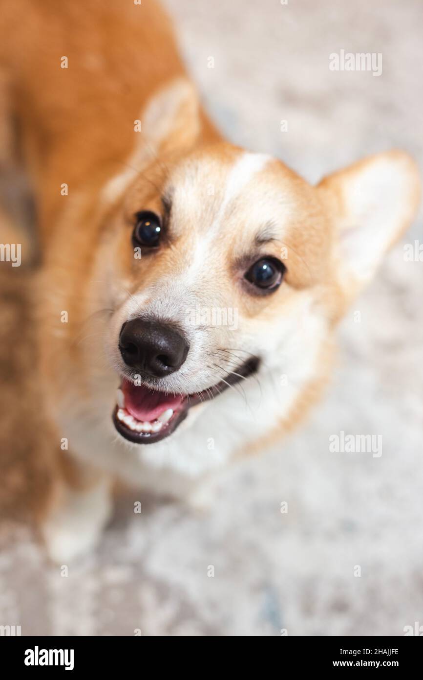 Cute, playful ginger corgi puppy. Pedigree dog Stock Photo - Alamy