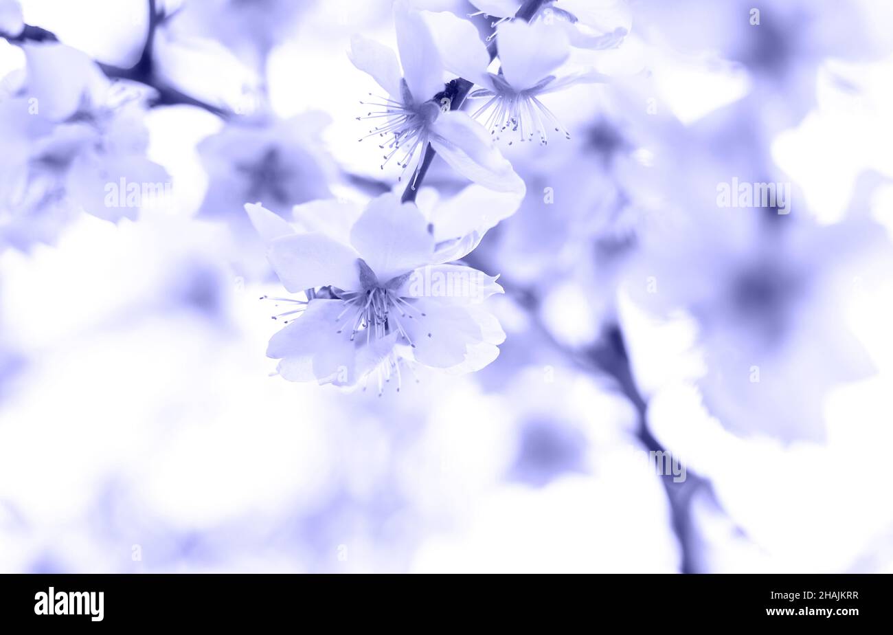 Tender fruit tree blossom on sky background. Spring background ...