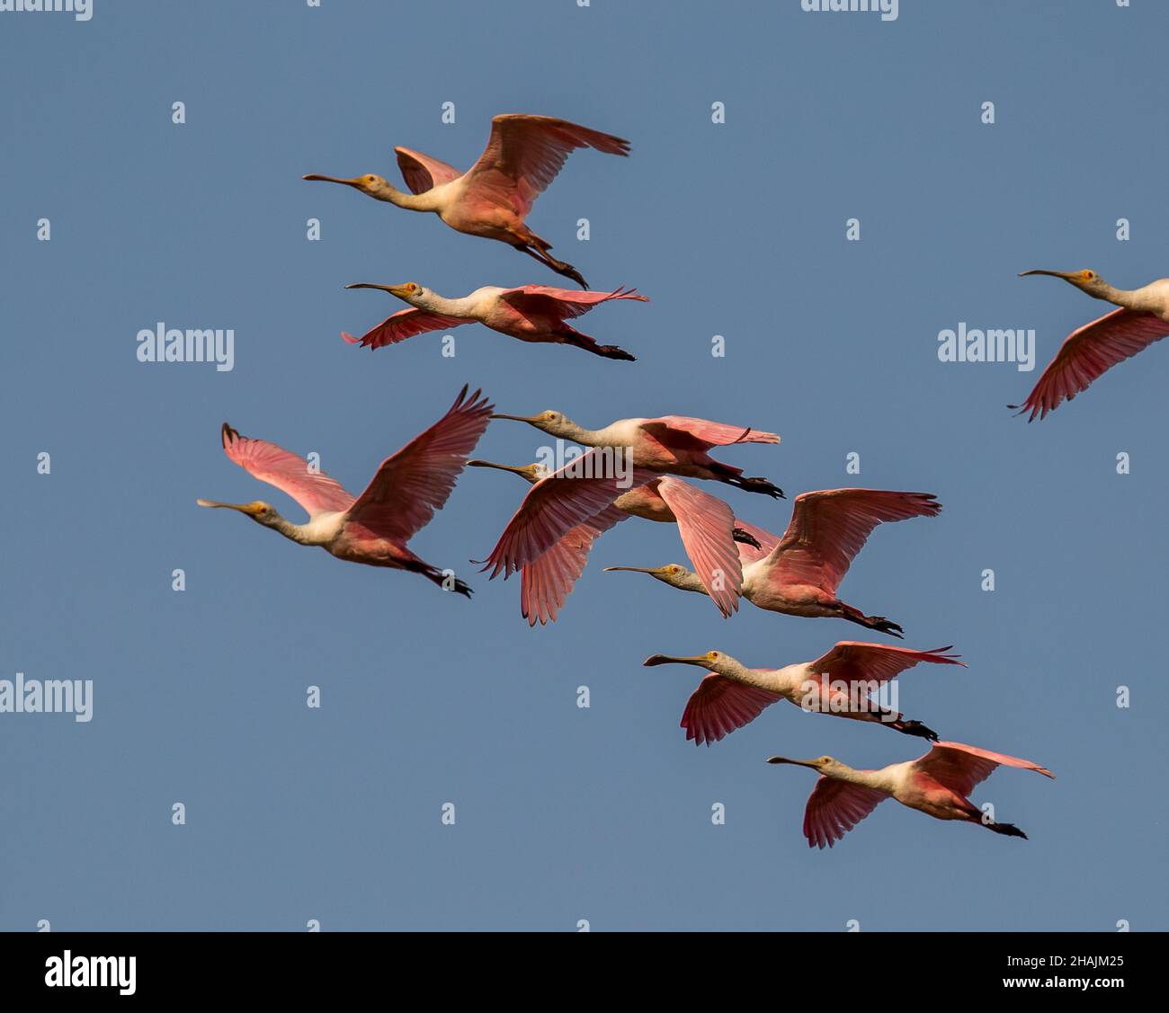 Roseate spoonbills in flight against a blue sky Stock Photo - Alamy