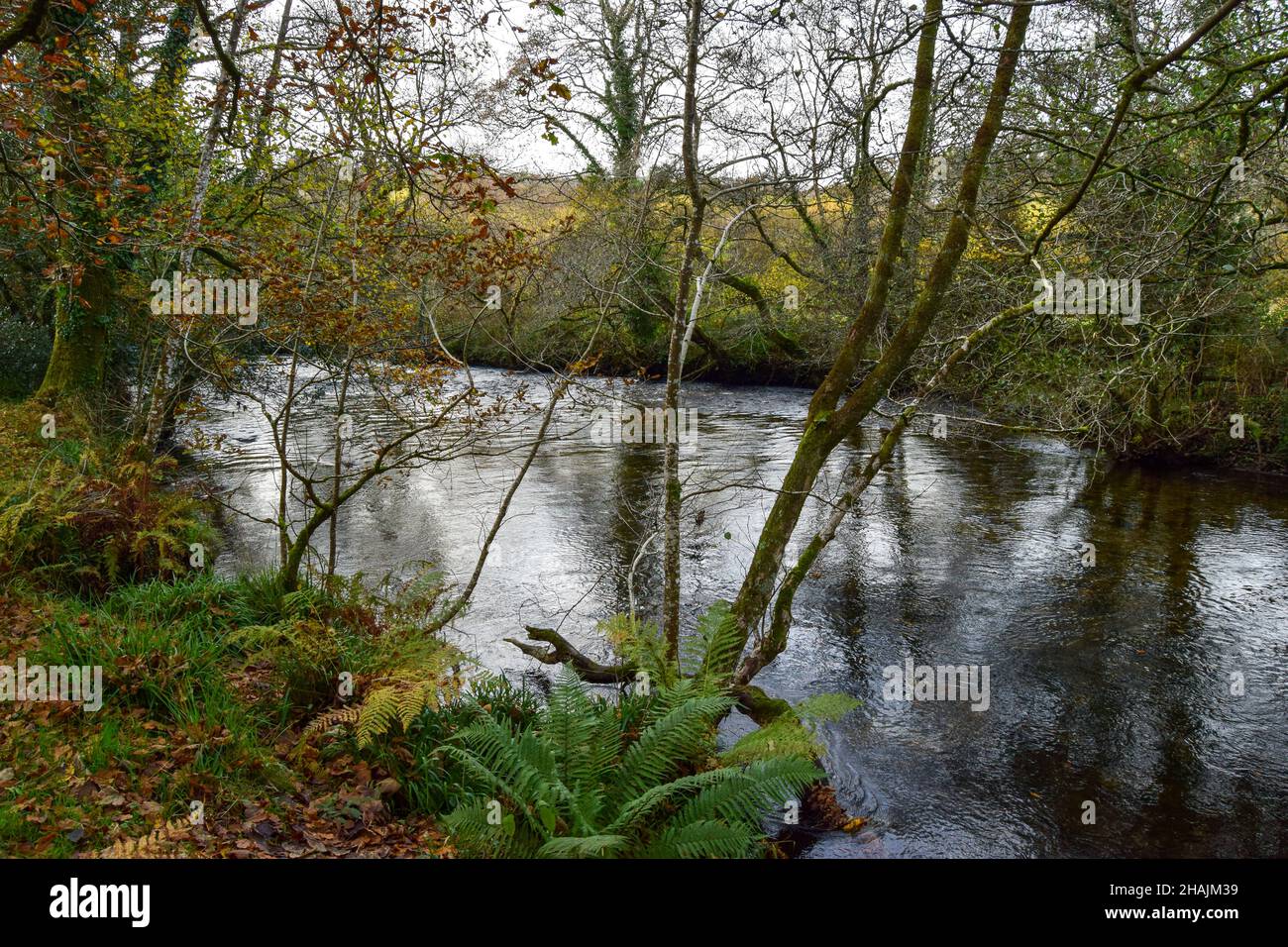 Restormel castle oak hi-res stock photography and images - Alamy
