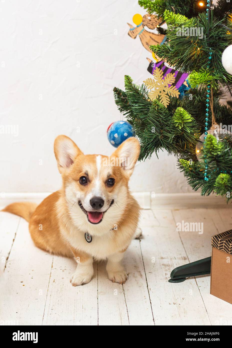 Ginger corgi puppy under the Christmas tree Stock Photo - Alamy