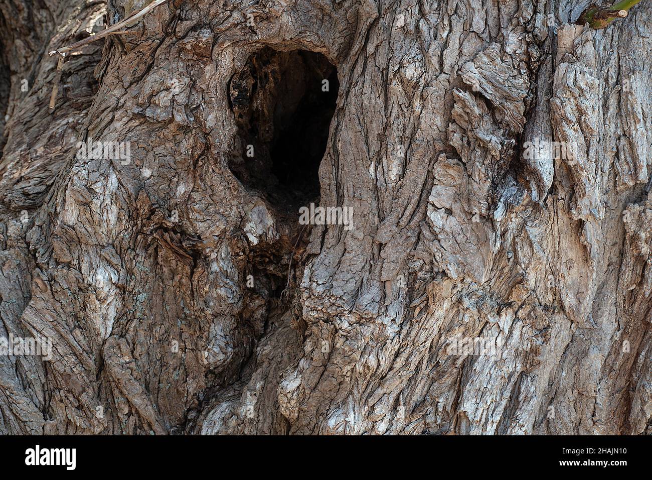 Hole in tree bark hi-res stock photography and images - Alamy