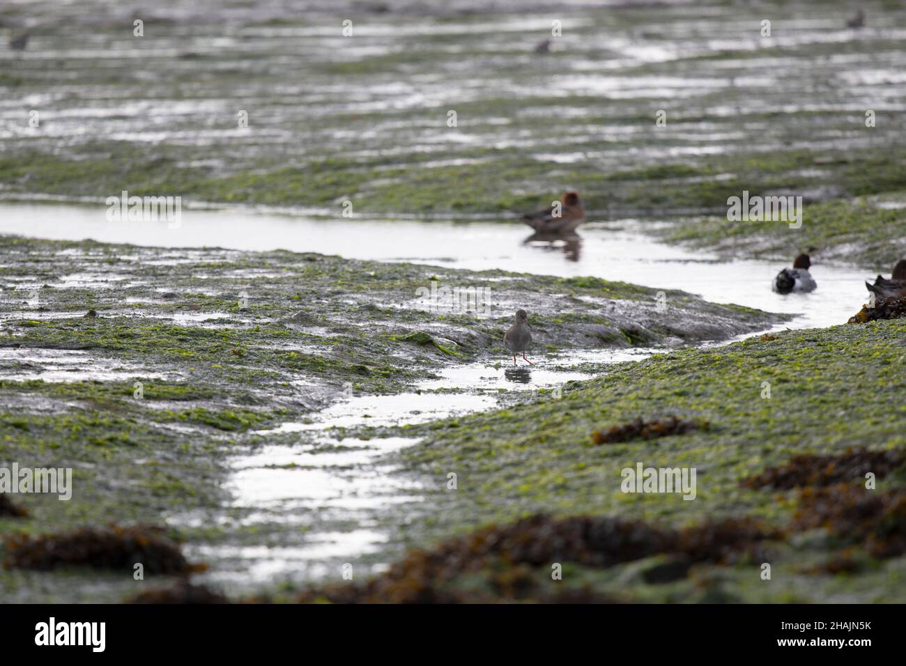 Wading birds of the world hi-res stock photography and images - Alamy