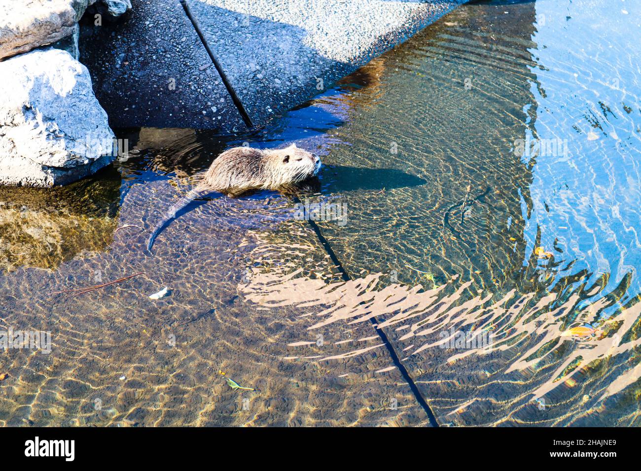 one beaver sits by the water Stock Photo - Alamy