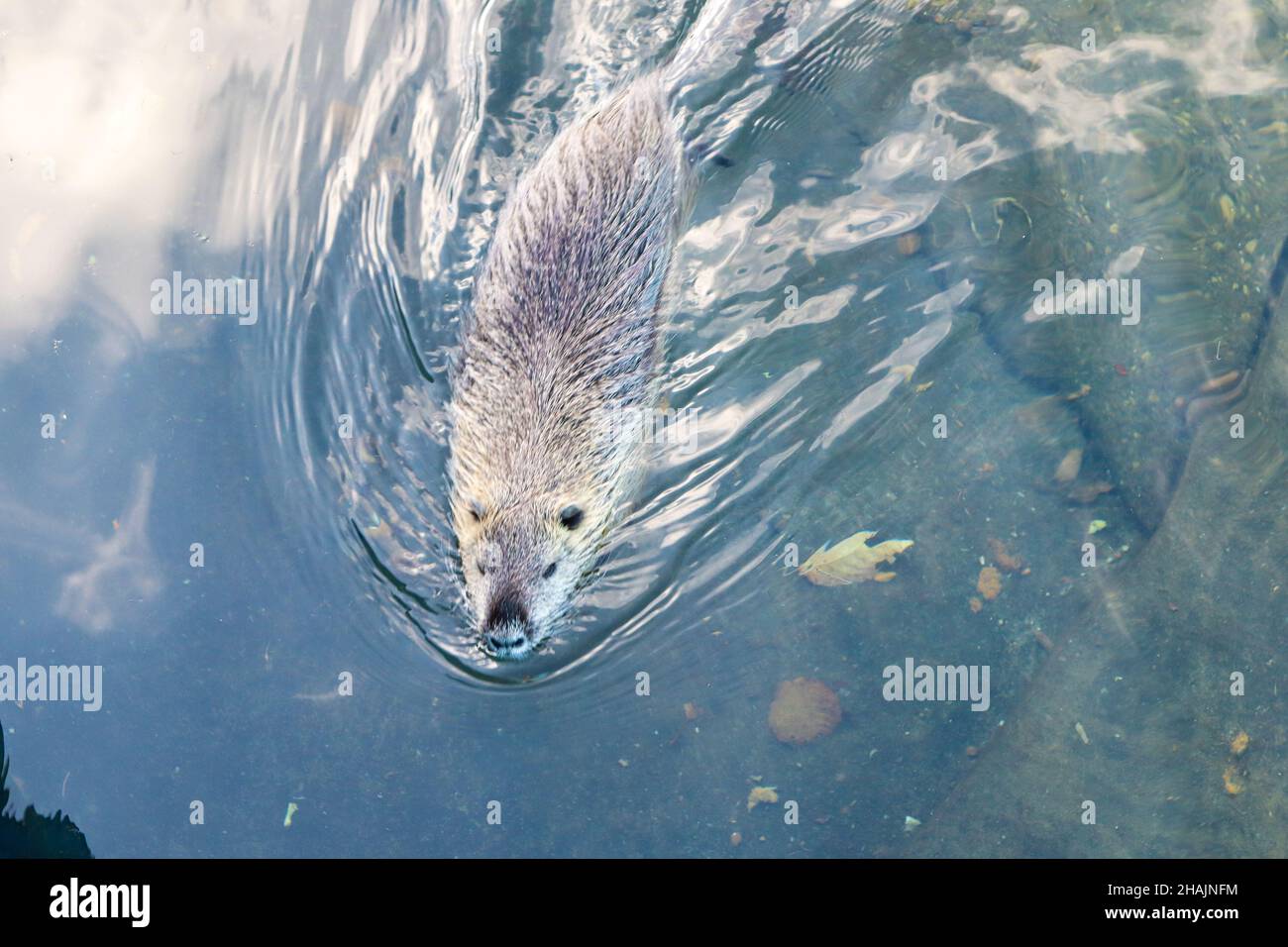 an beaver swimming in the water photographed from above Stock Photo - Alamy