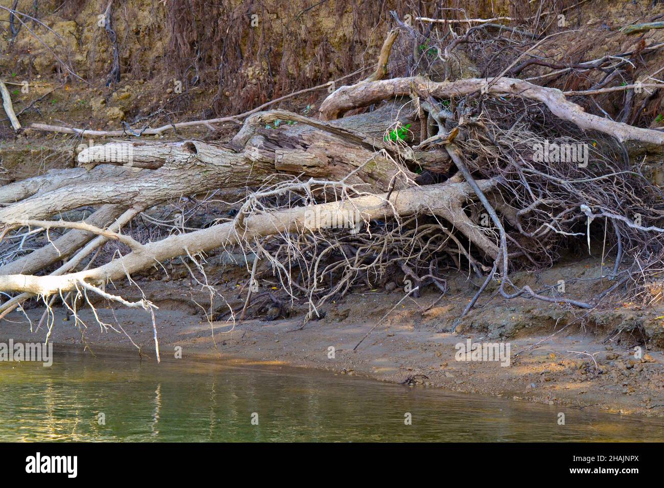 Willow roots firmly planted in the banks of the Danube River Stock ...