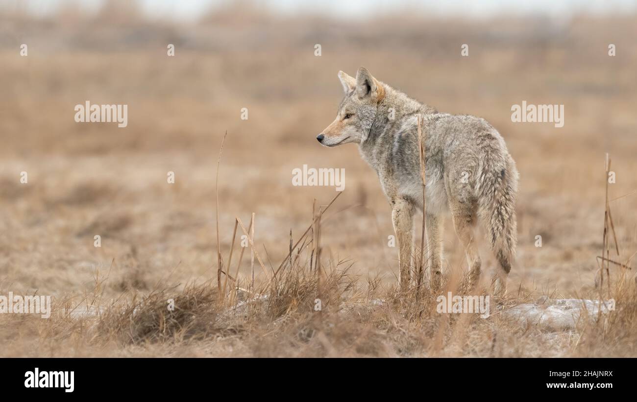 Wolf standing in the dried meadow during the daytime Stock Photo - Alamy