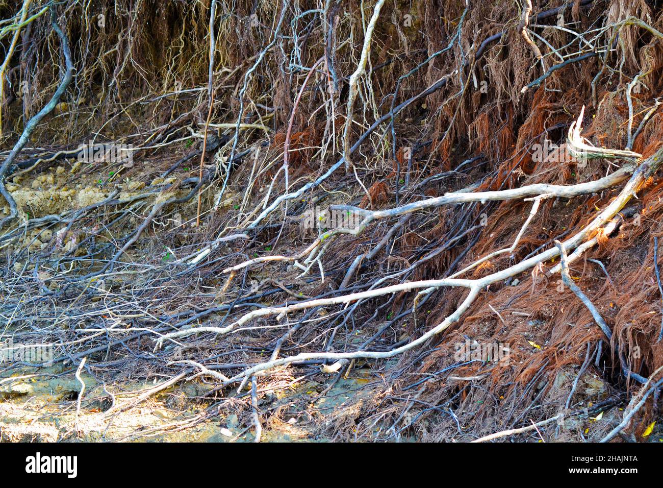 Roots firmly planted hi-res stock photography and images - Alamy