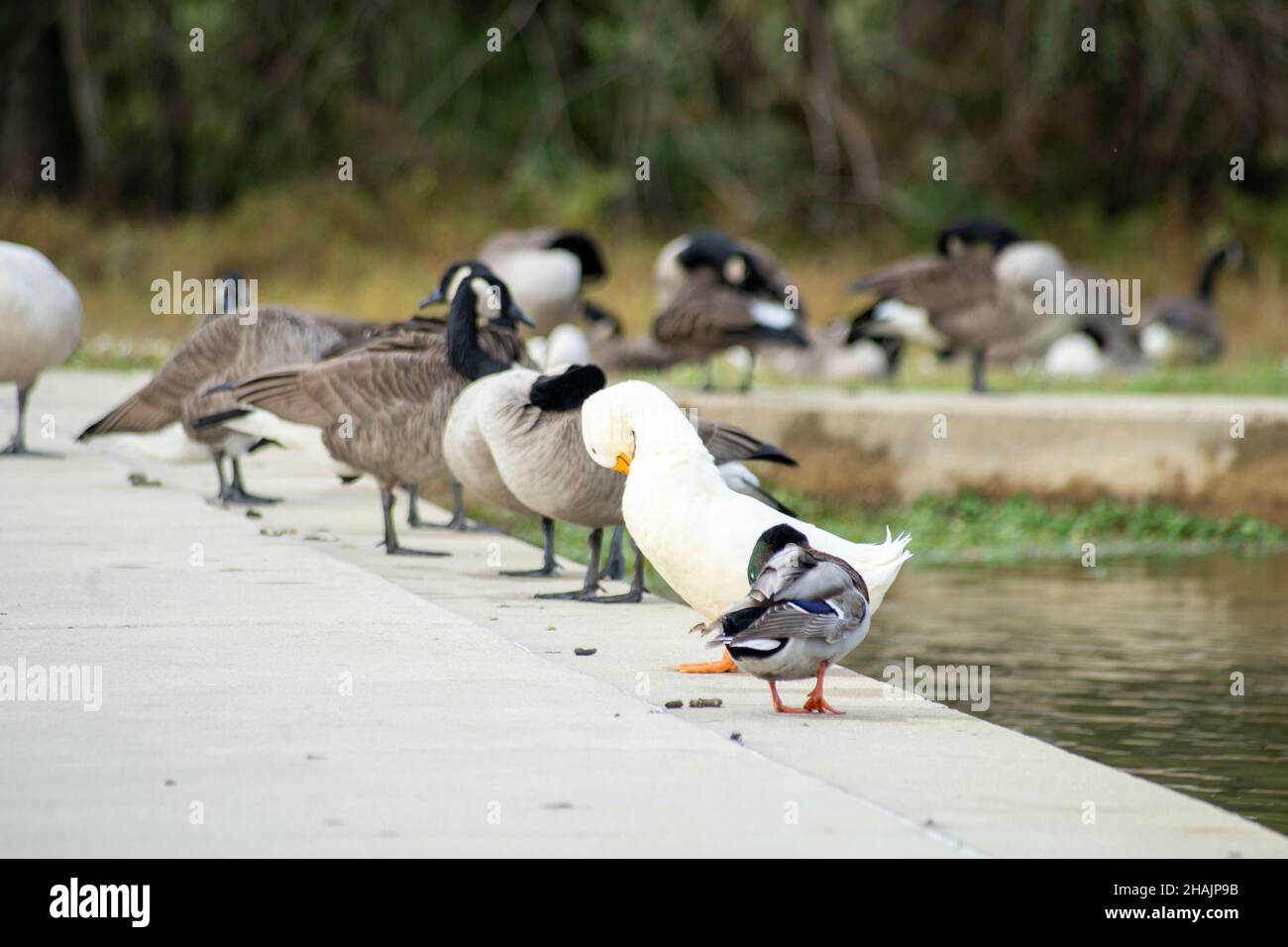 Group of Canadian geese and a white goose perched near a lake Stock ...