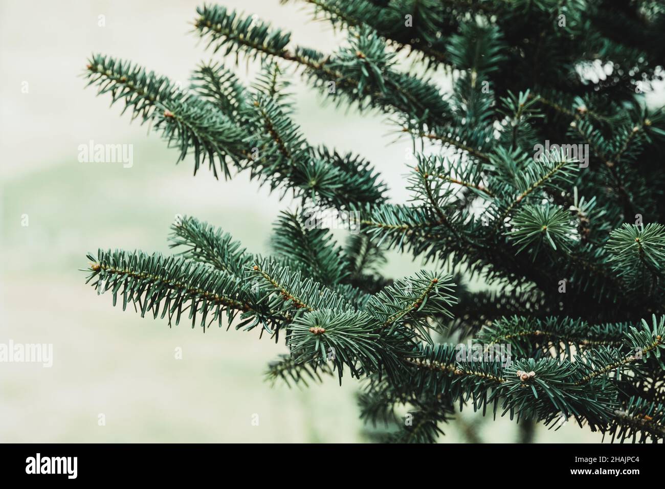 Christmas fir tree branches background Stock Photo - Alamy