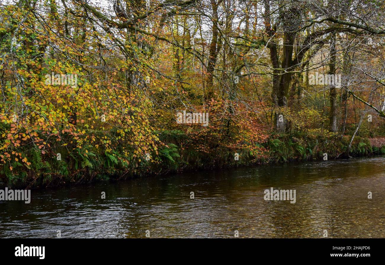Restormel castle oak hi-res stock photography and images - Alamy