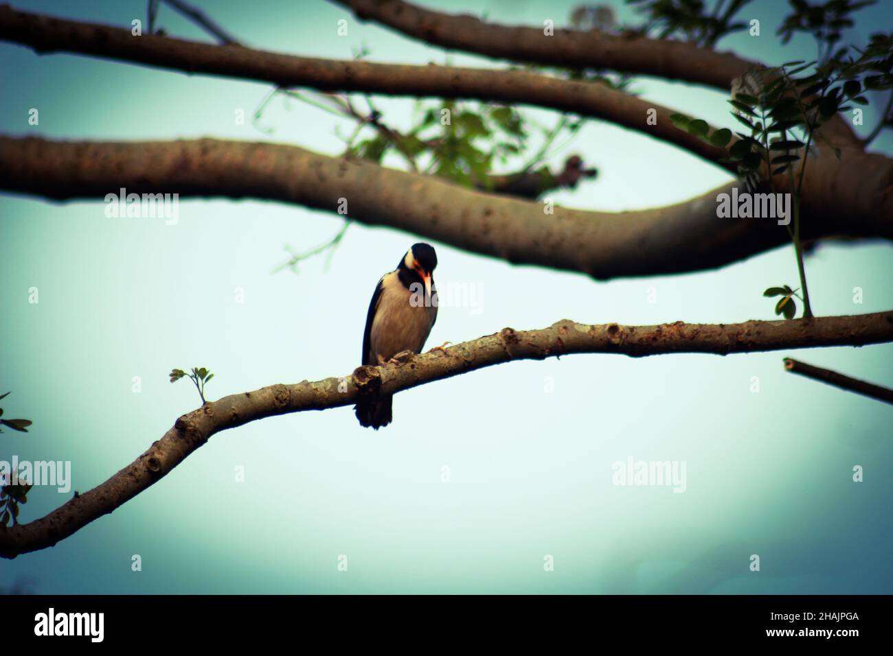 Beautiful Shalik Bird also known as Shimul locally, Mymensingh ...