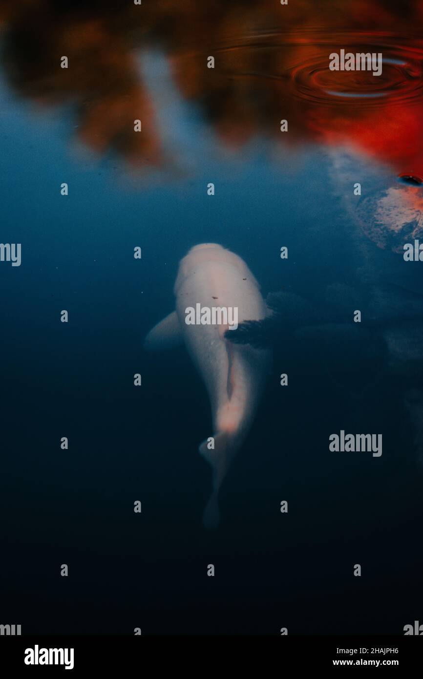 Beautiful big fish in a dark blue lake Stock Photo - Alamy
