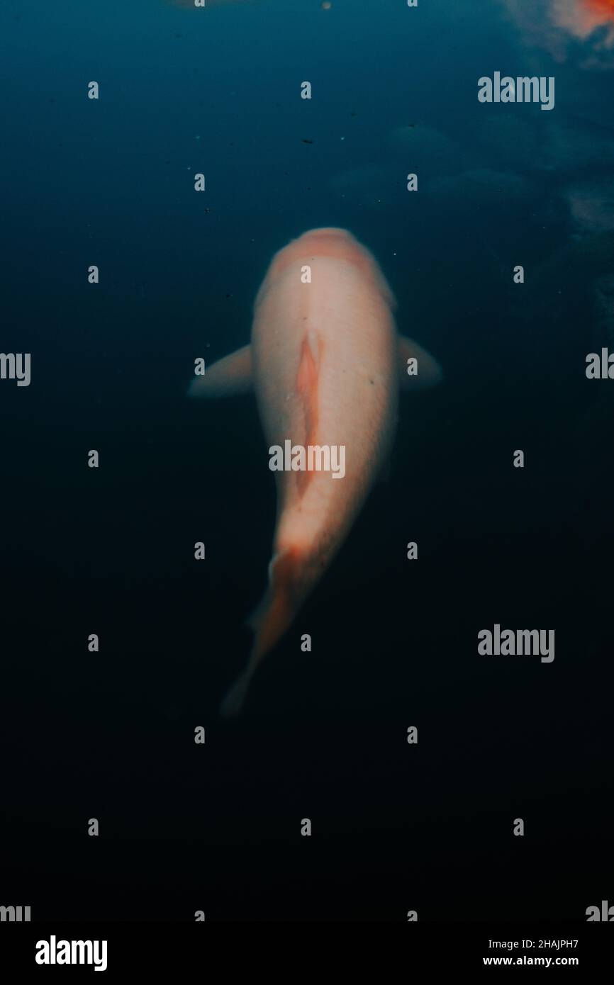 Beautiful big fish in a dark blue lake Stock Photo - Alamy