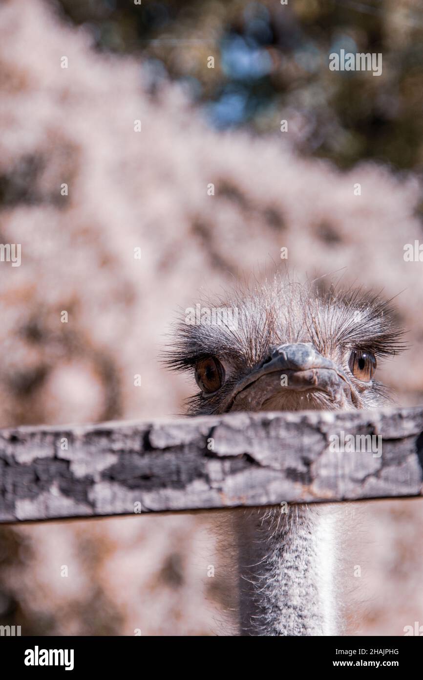 Closeup shot of a head and neck of an ostrich Stock Photo - Alamy