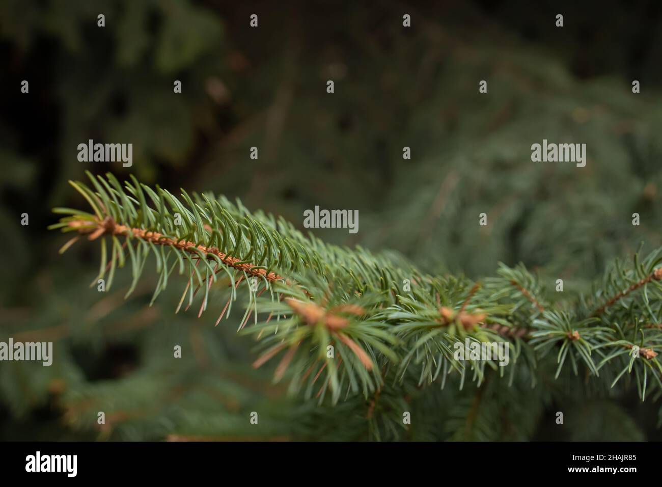 sprigs of a Christmas tree in the park close-up Stock Photo - Alamy