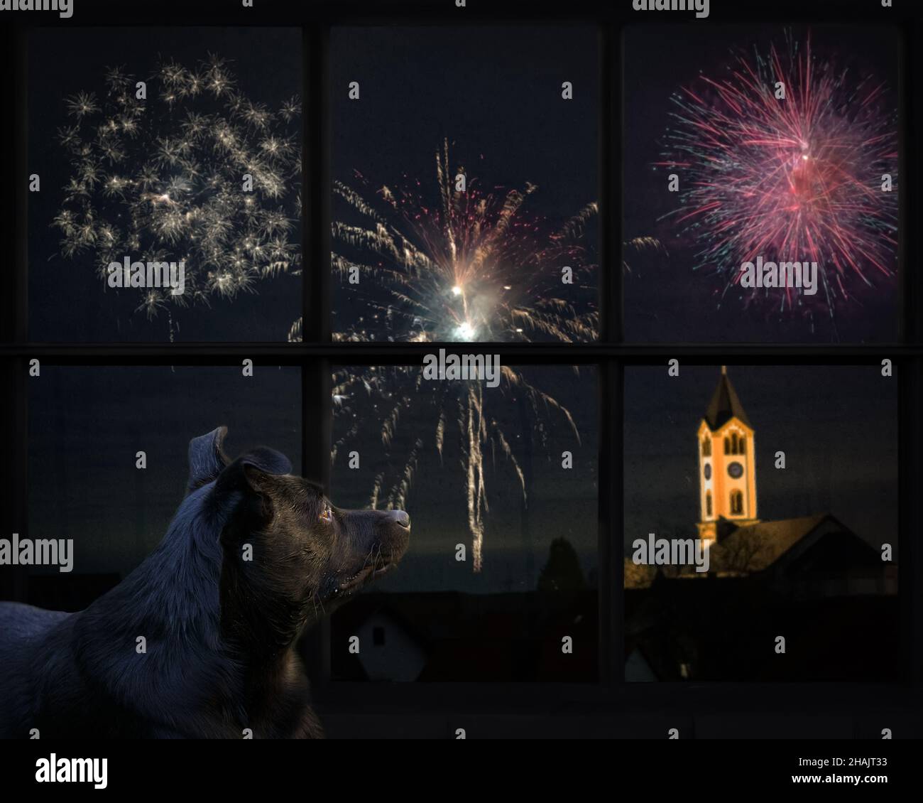 Dog looks out the window and watching the fireworks Stock Photo - Alamy