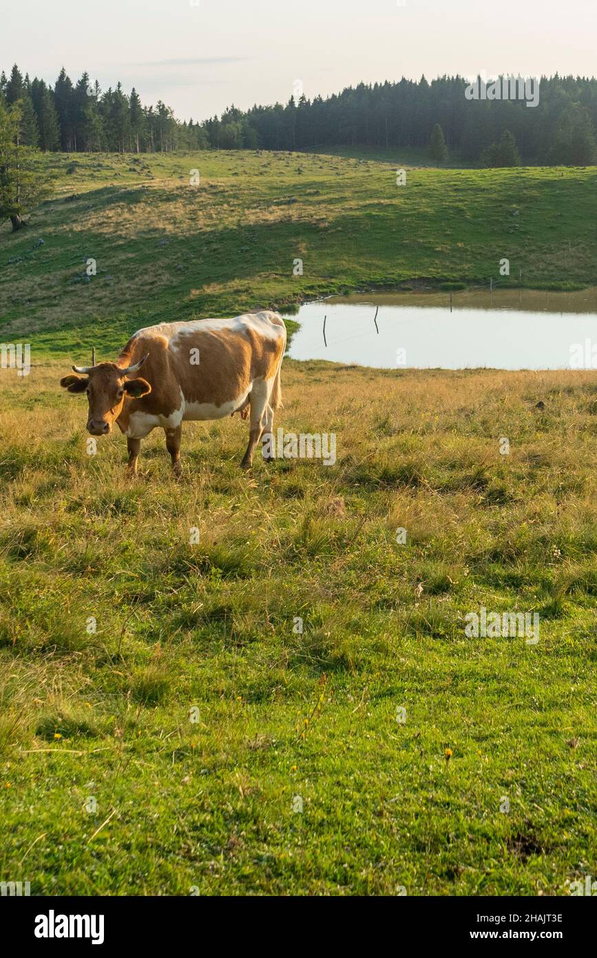 Cows from an ecological farm on a pasture in the mountains in the ...