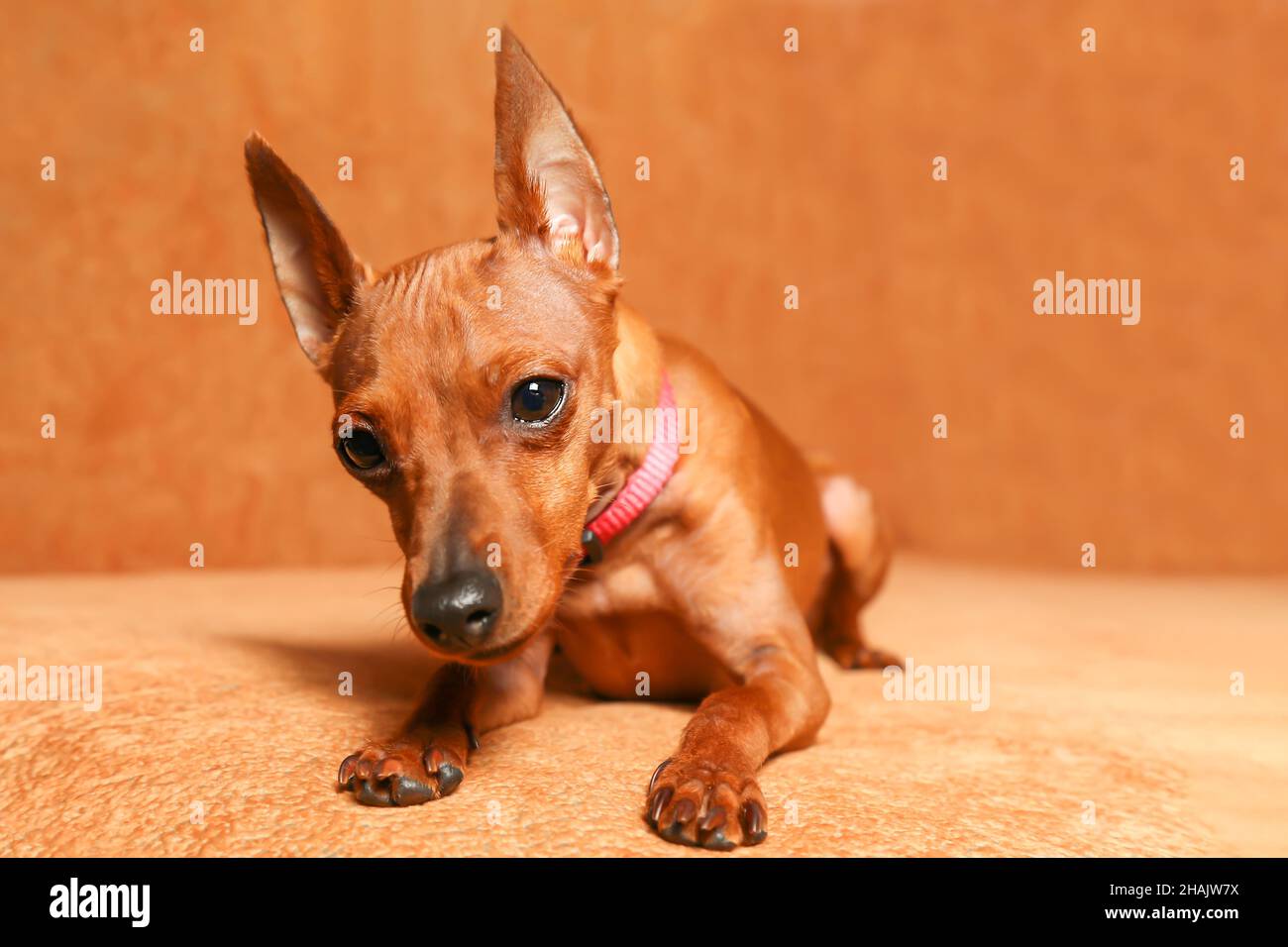 Big Eared Puppy High Resolution Stock Photography and Images - Alamy