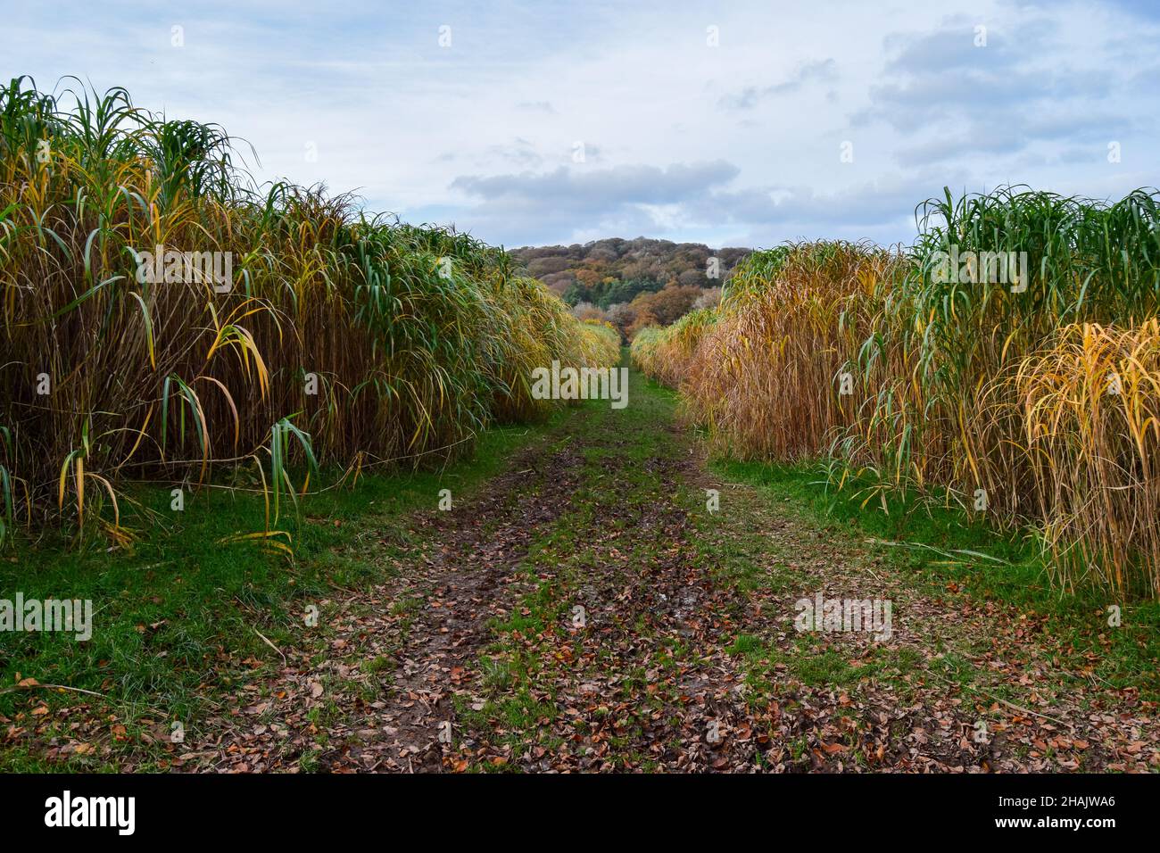 Restormel castle oak hi-res stock photography and images - Alamy
