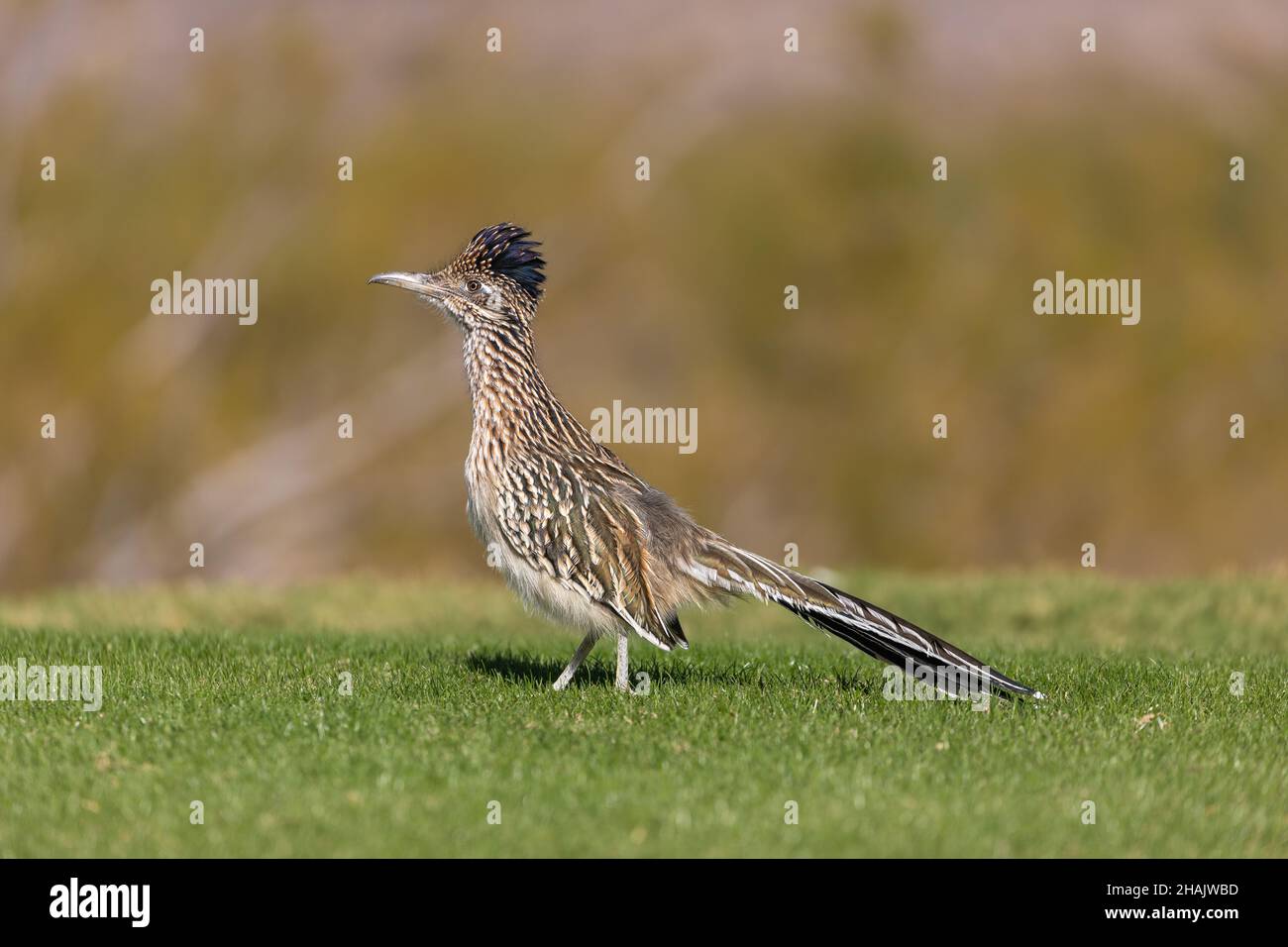 Cute Roadrunner in the Arizona Desert Stock Photo - Alamy