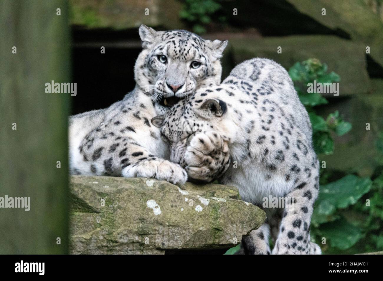 Closeup of two snow leopards playing with each other in the zoo Stock ...