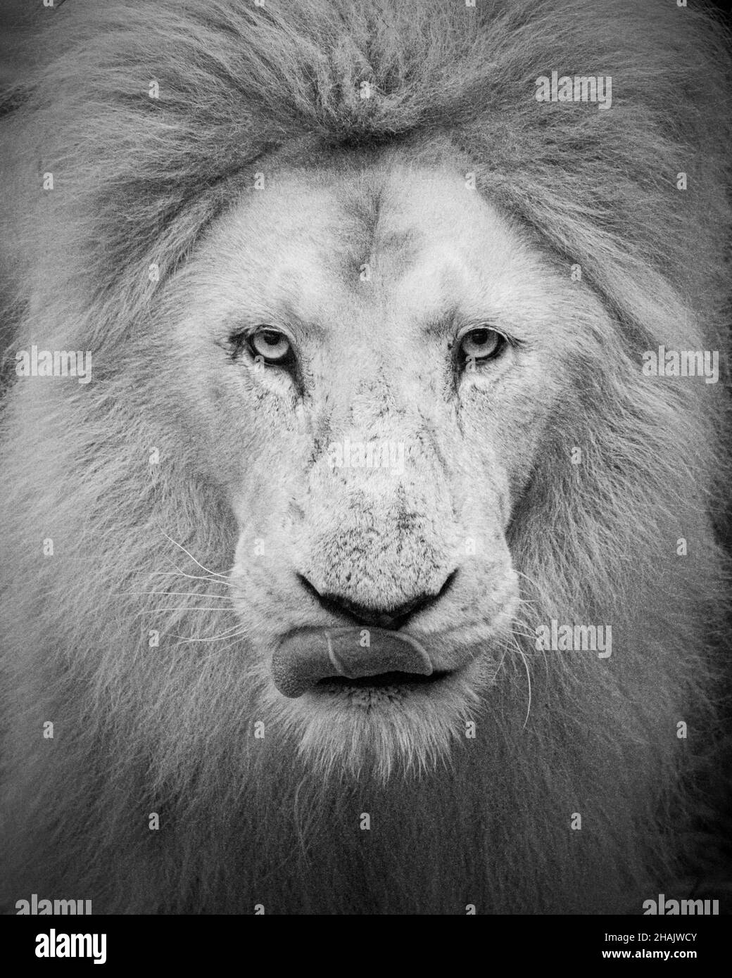 Vertical closeup of the male lion Stock Photo - Alamy