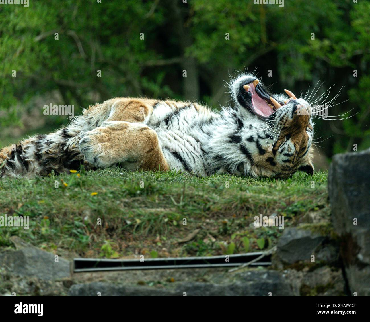Closeup of the tiger lying on the lawn and yawning Stock Photo - Alamy