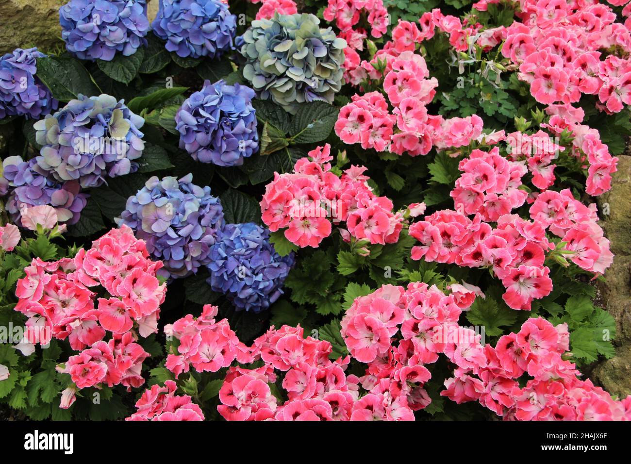 Beautiful bush with blooming pink and blue hydrangea flower Stock Photo ...
