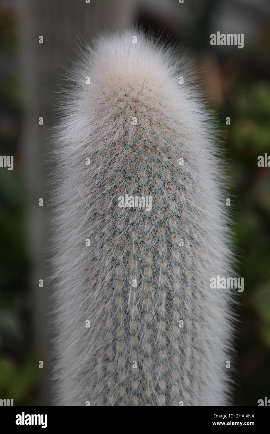 Closeup shot of details on a fuzzy cactus Stock Photo - Alamy