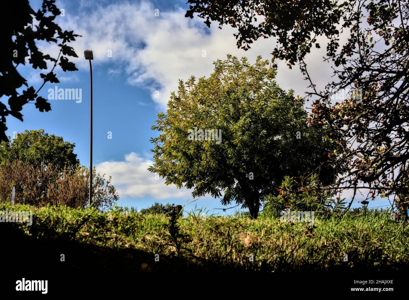 Tree and street light framed by a hedge Stock Photo - Alamy