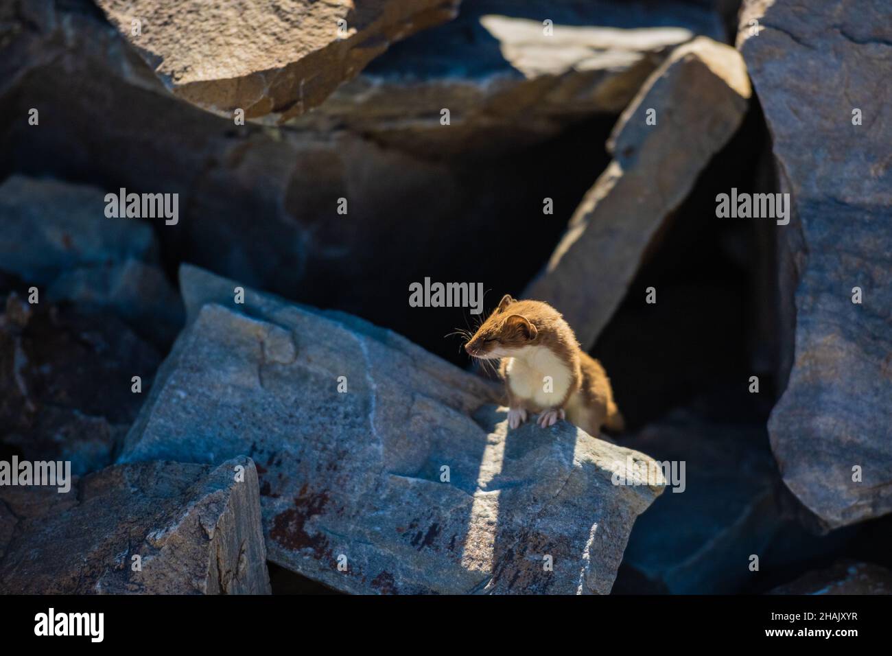 Curious Ermine Closes its Eyes While Perched on Rock of Great Basin ...