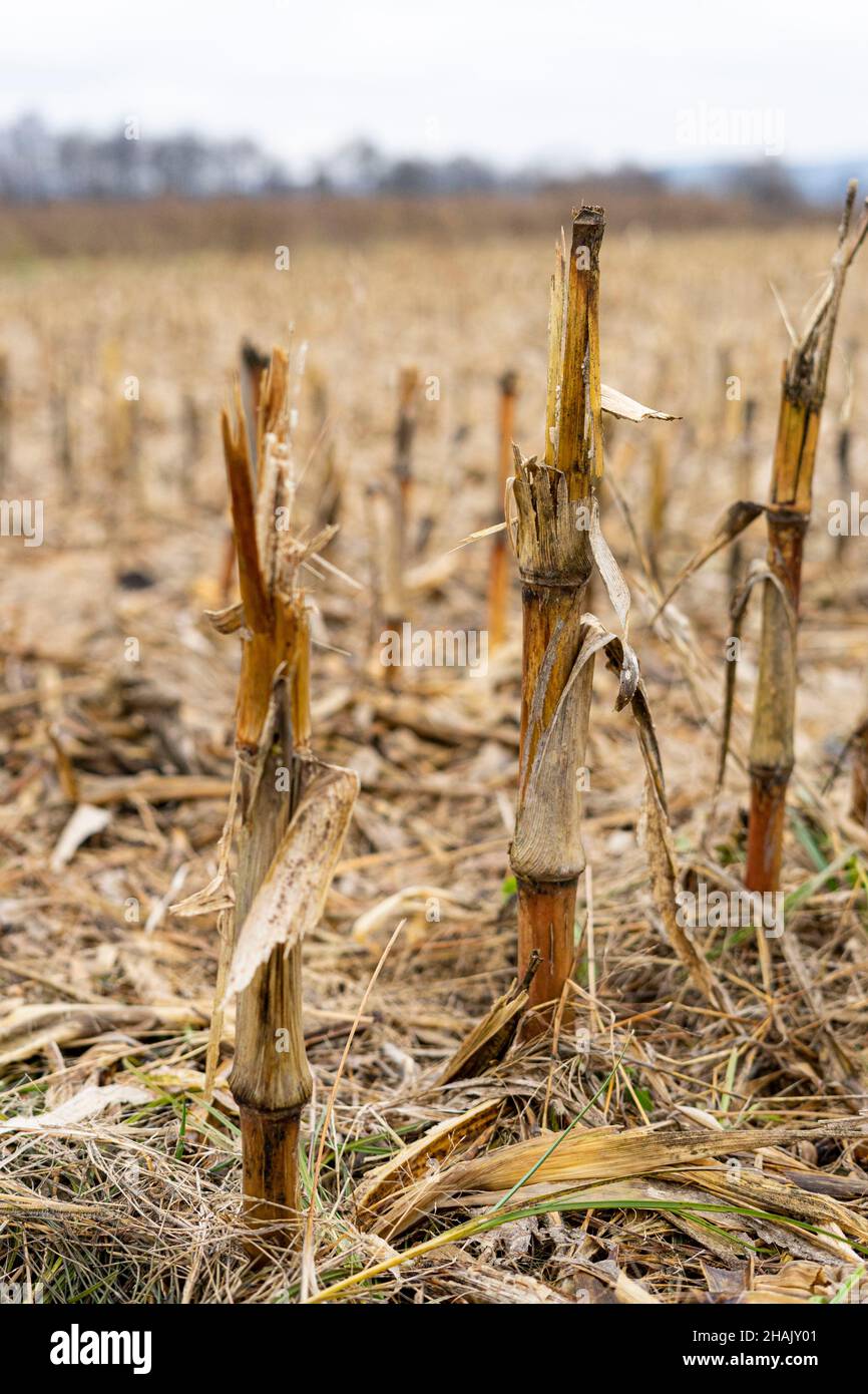 Corn field after harvest Stock Photo - Alamy