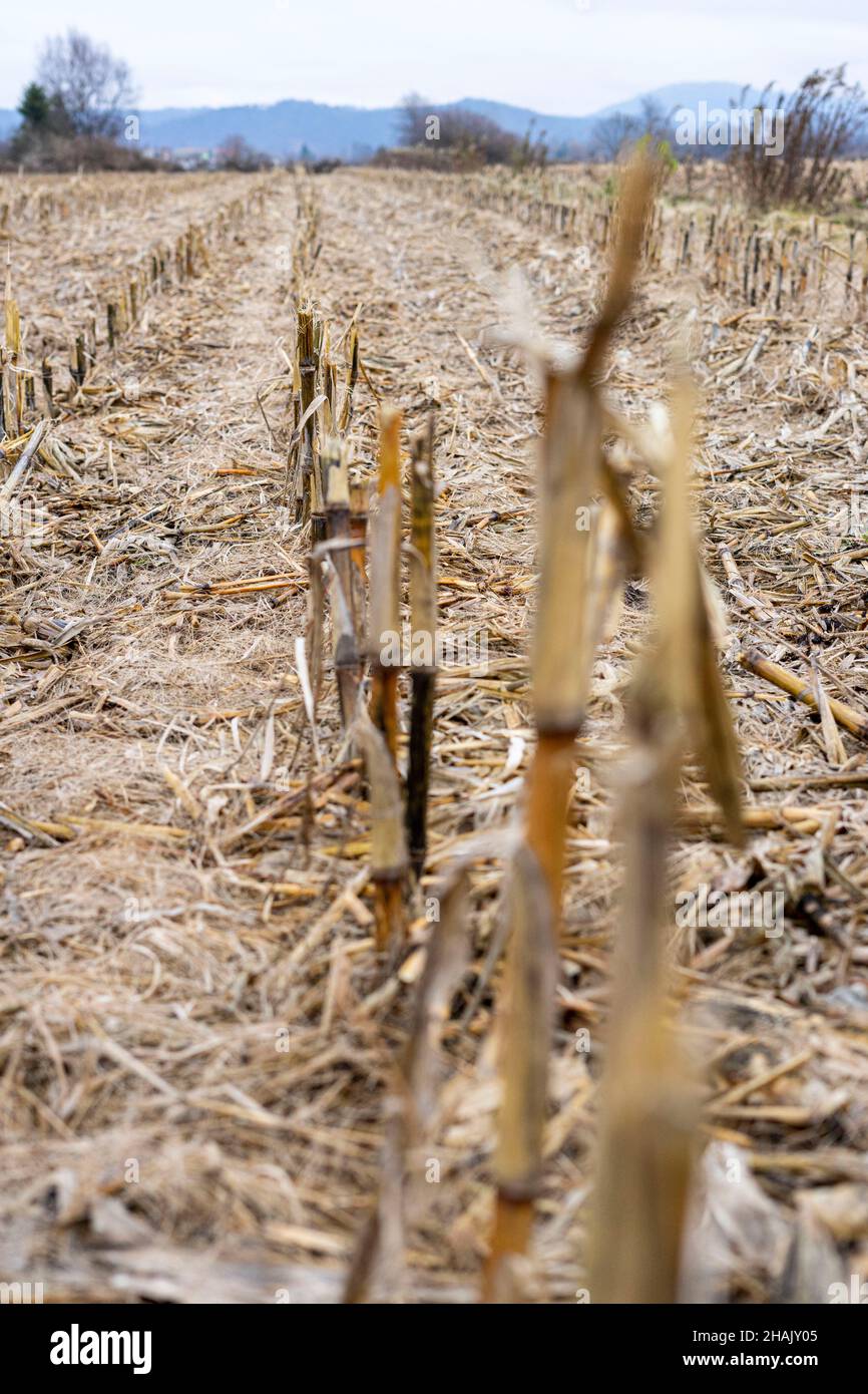 Corn field after harvest Stock Photo - Alamy