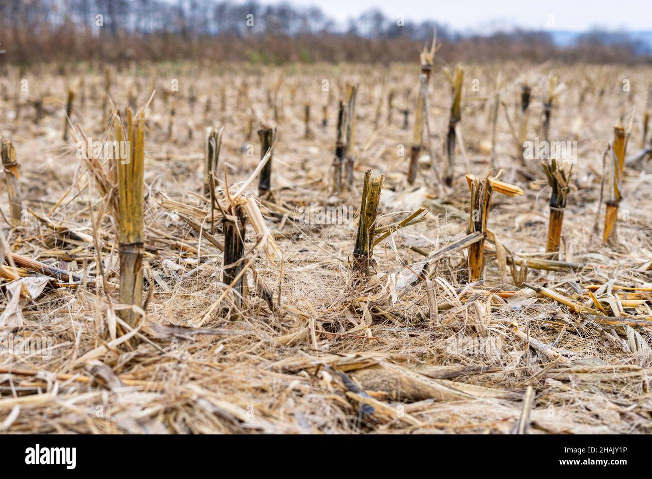 Corn field after harvest Stock Photo - Alamy