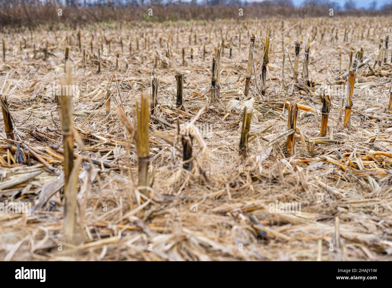Corn field after harvest Stock Photo - Alamy