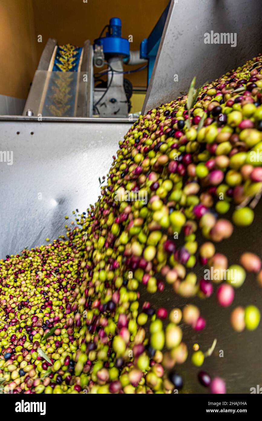 Modern olive oil mill Chateau de Taurenne in Aups, France. In a state ...