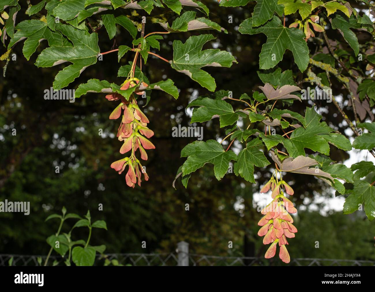 helicopter shaped fruits of a sycamore maple tree in summer Stock Photo ...