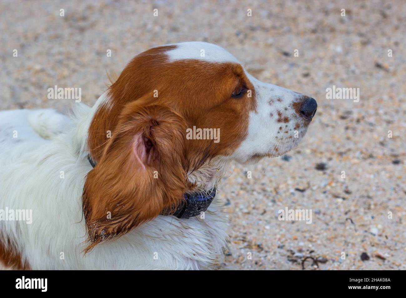 Welsh Springer Spaniel Hunting Dog in Nature Stock Photo - Alamy